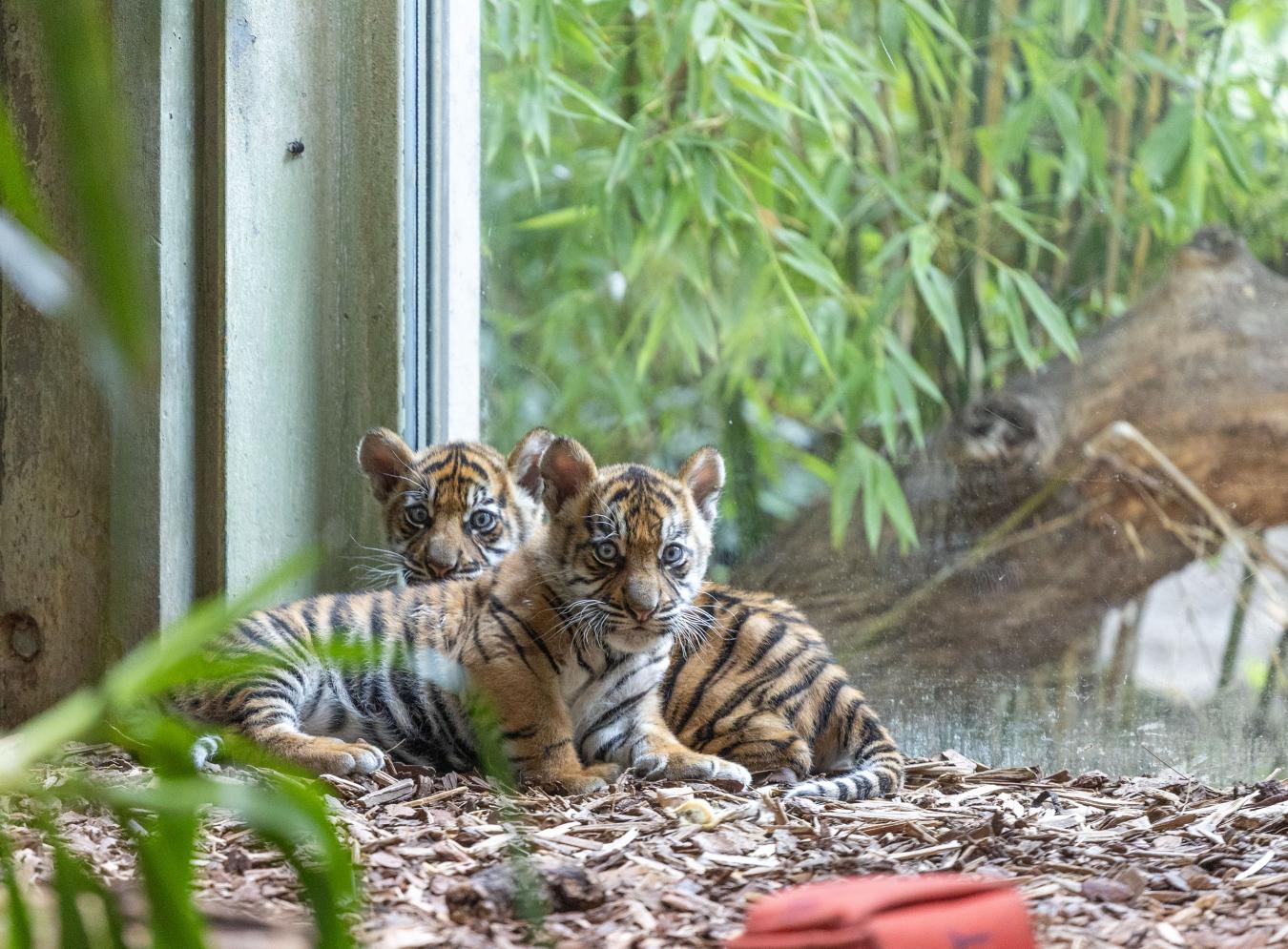Tiger-Nachwuchs: Botschafter für den Artenschutz / 52